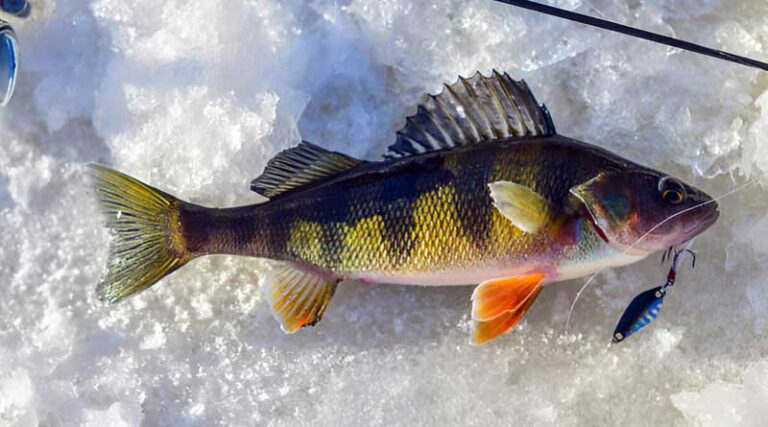 Best Ice Fishing Lures For Perch of 2025 - Savvy Scores